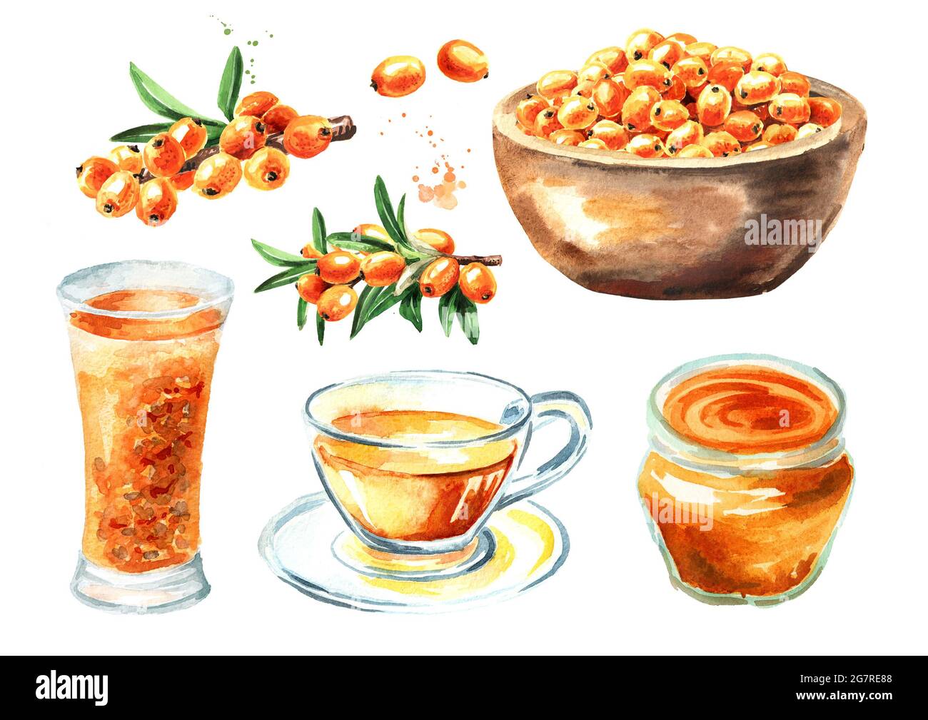 Sea buckthorn jam, tea, drink, bowl and ripe berries set. Hand drawn ...
