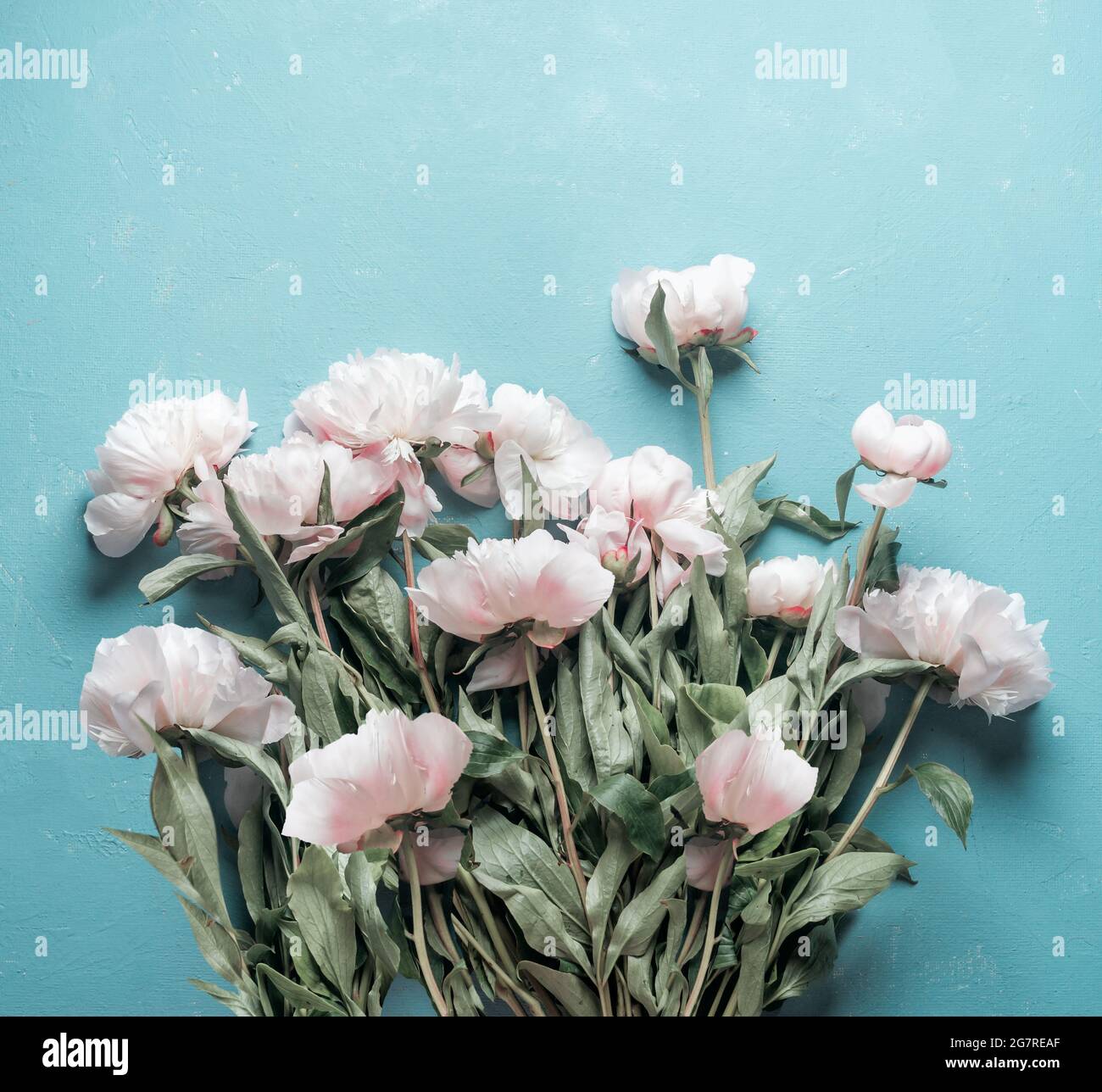Big bunch white peonies hi-res stock photography and images - Alamy