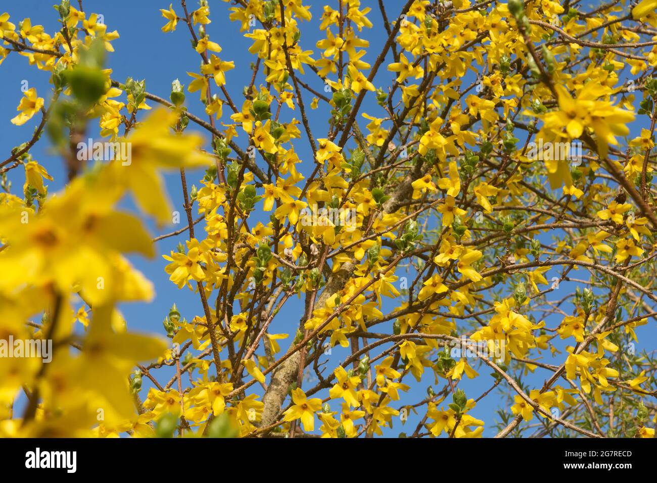 Forsythia tree hi-res stock photography and images - Alamy
