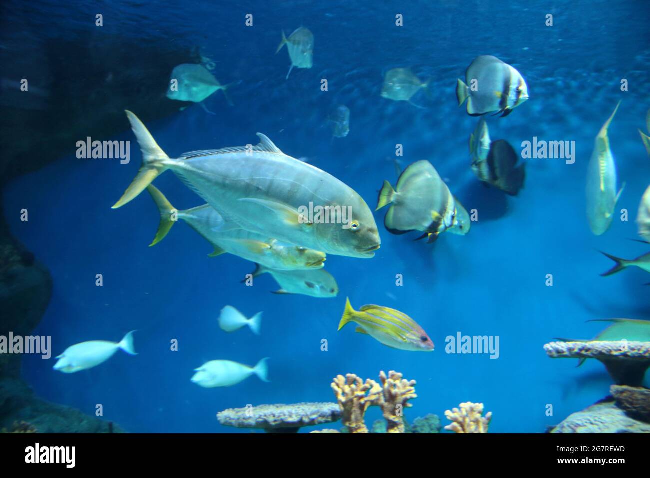 tropical fish swimming in the aquarium. Biodiversity Stock Photo - Alamy