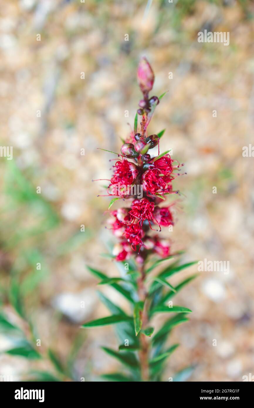 native Australian red callistemon plant outdoor in sunny backyard shot ...