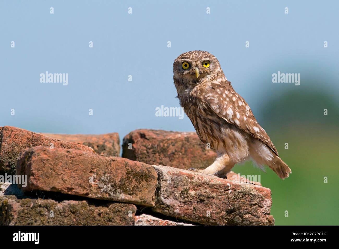 Little owl portrait hi-res stock photography and images - Alamy