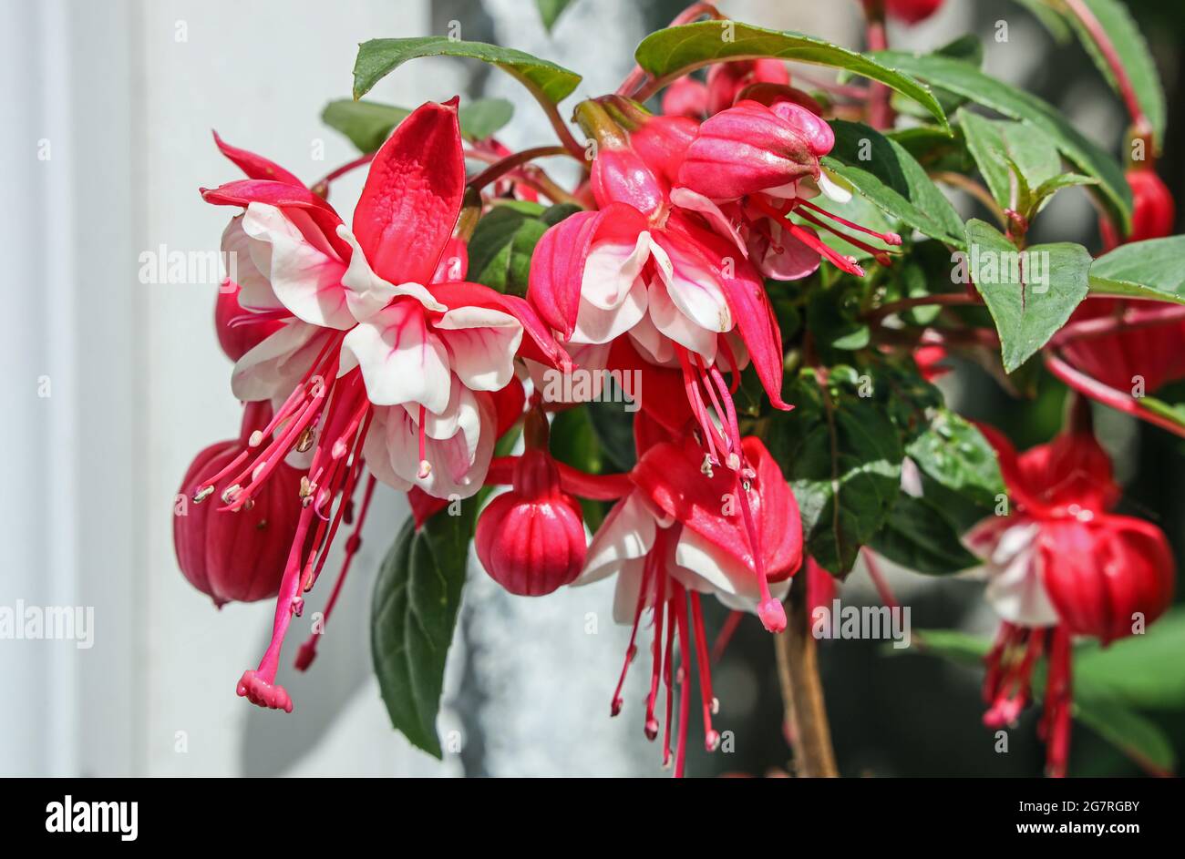 Soft fuchsia tone hi-res stock photography and images - Alamy