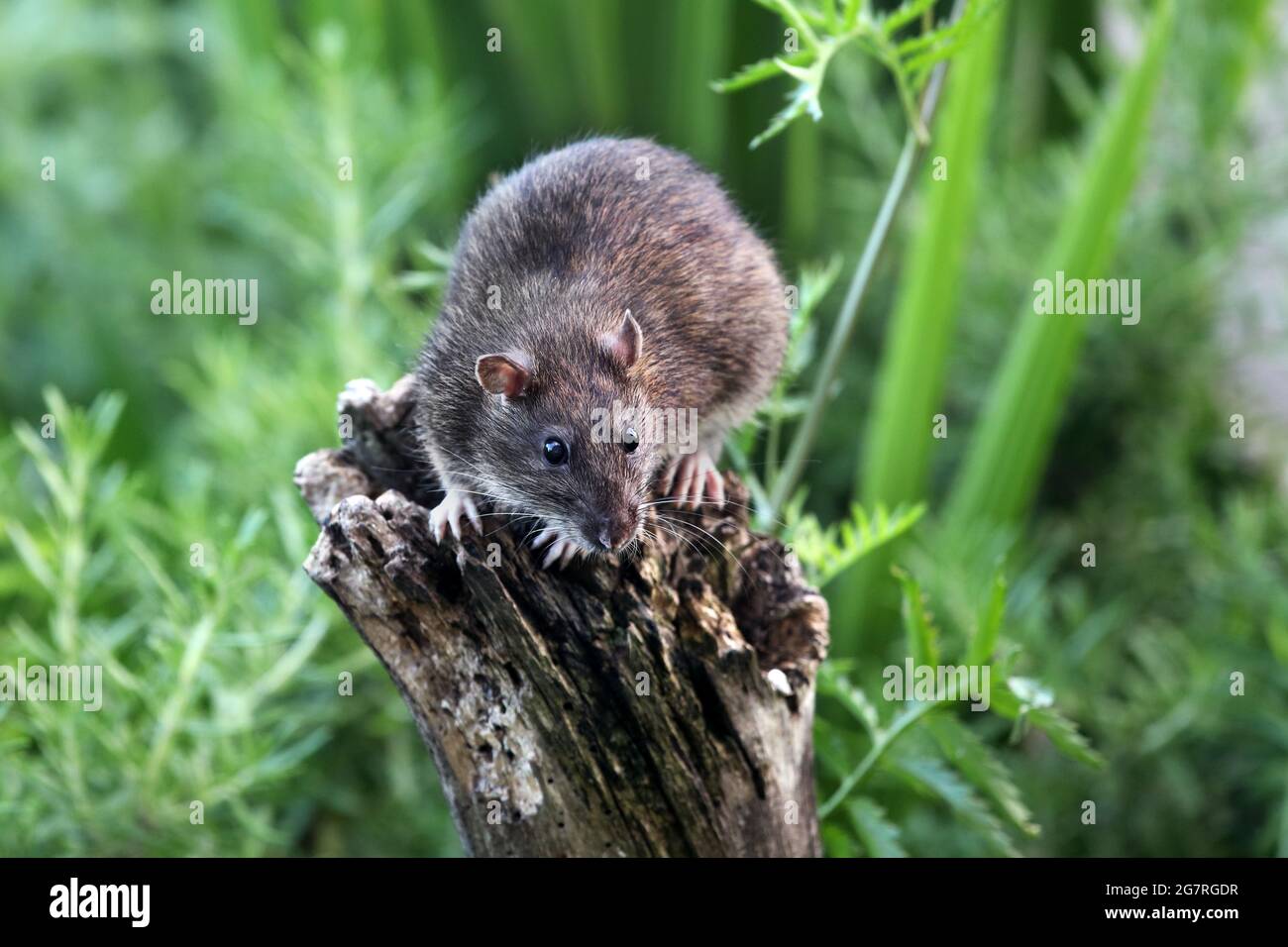 Animal wildlife rat hi-res stock photography and images - Alamy