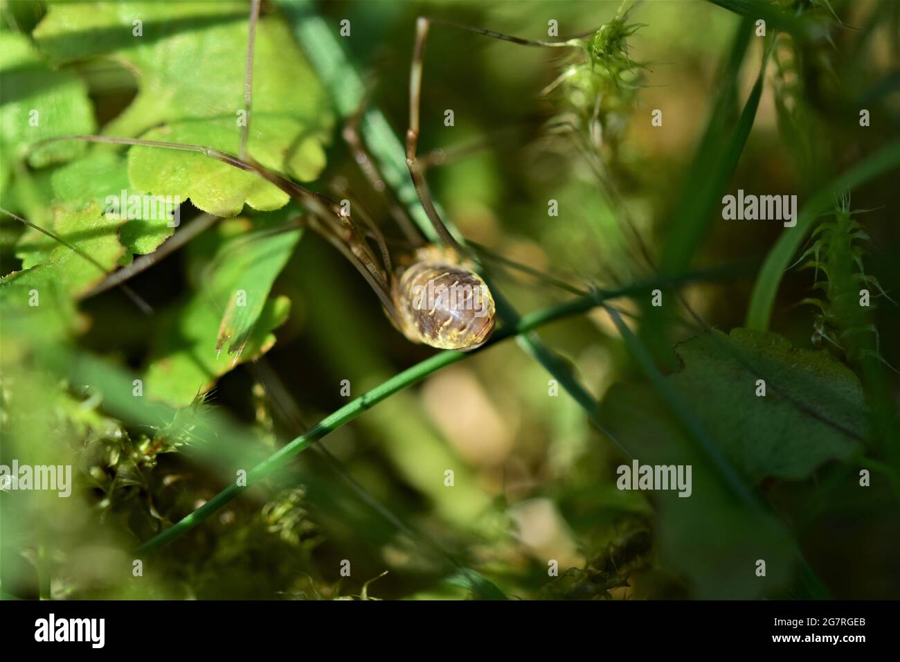 Long rear legs hi-res stock photography and images - Alamy