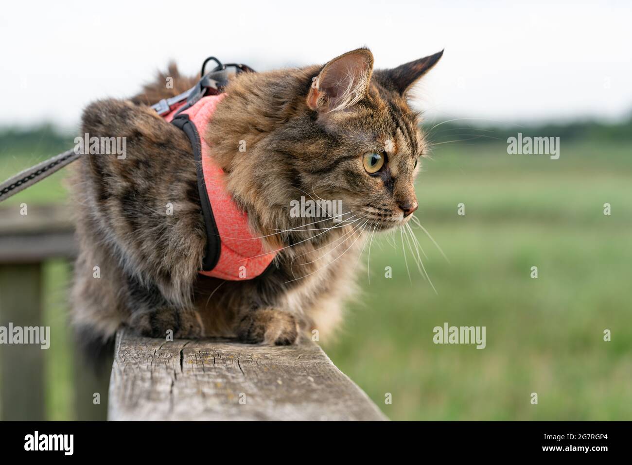 Cute Praying Kittens