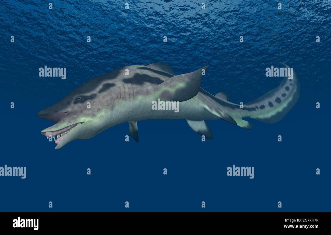 Edestus Shark