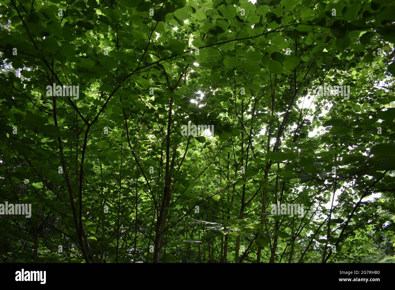 green summer woods, wallpapers Stock Photo - Alamy