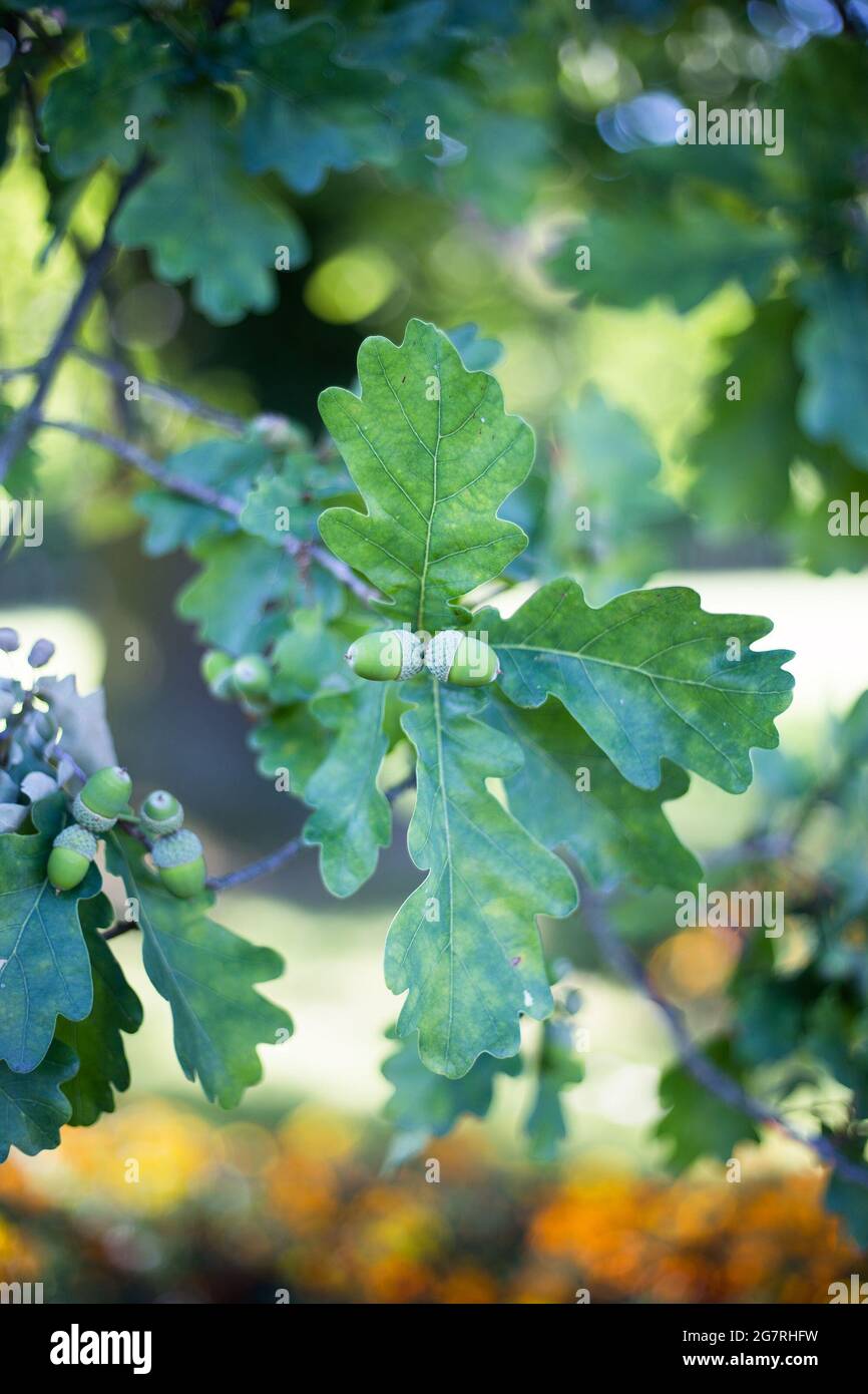 Fruits of the oak tree Stock Photo - Alamy