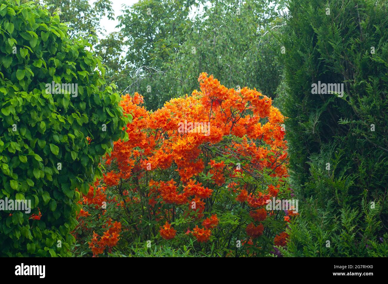 Orange rhododendron bush Stock Photo - Alamy