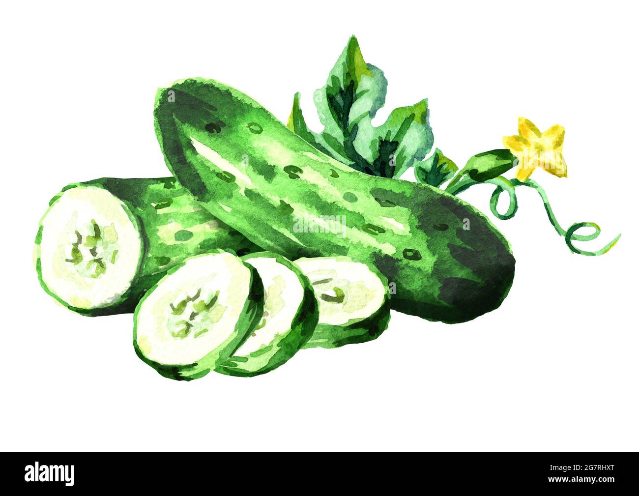Cucumbers. Watercolor hand drawn illustration, isolated on white ...