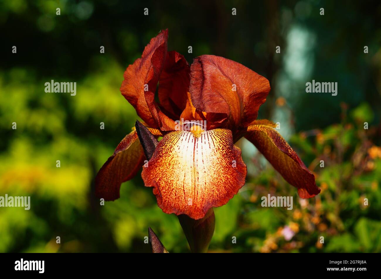 Flower of an iris in a front garden Stock Photo - Alamy
