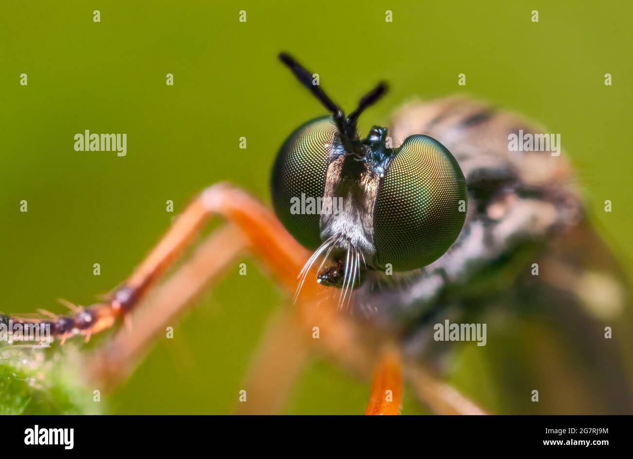 Robber fly Asilidae sp, an aggressive fly with predatory habits Stock ...