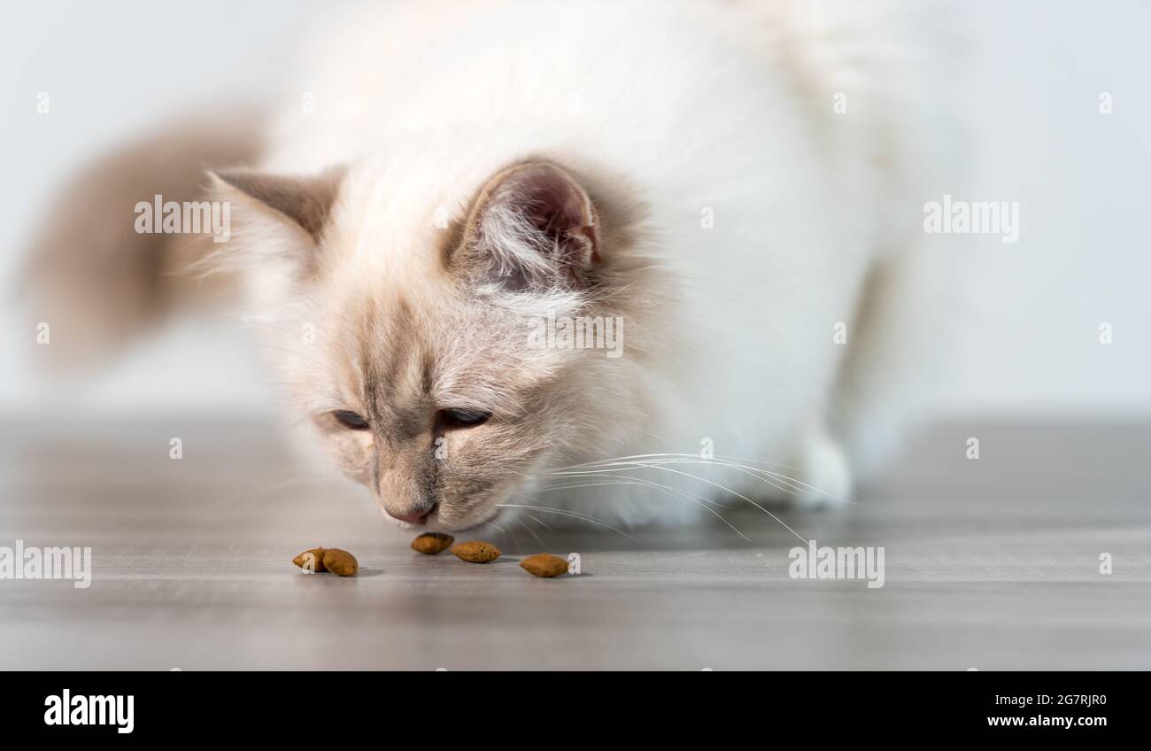 Beautiful sacred cat of burma eating dry cat food on the floor Stock ...