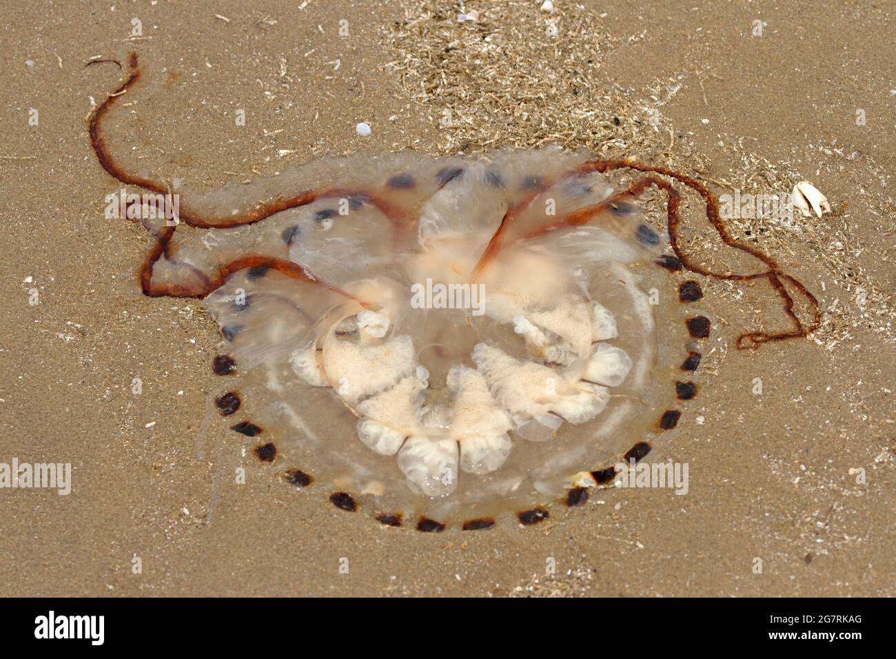 A small Barrel Jellyfish shows the frilly mouth arms suspended from the ...