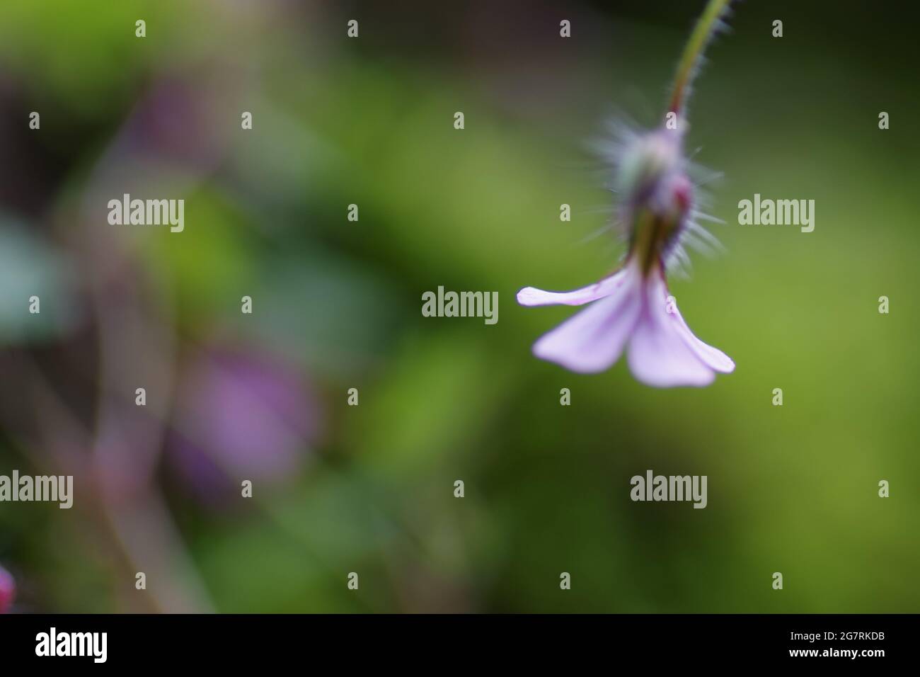 hanging Geranium robertianum ( Ruprechtskraut ) in a mosaic shaped ...