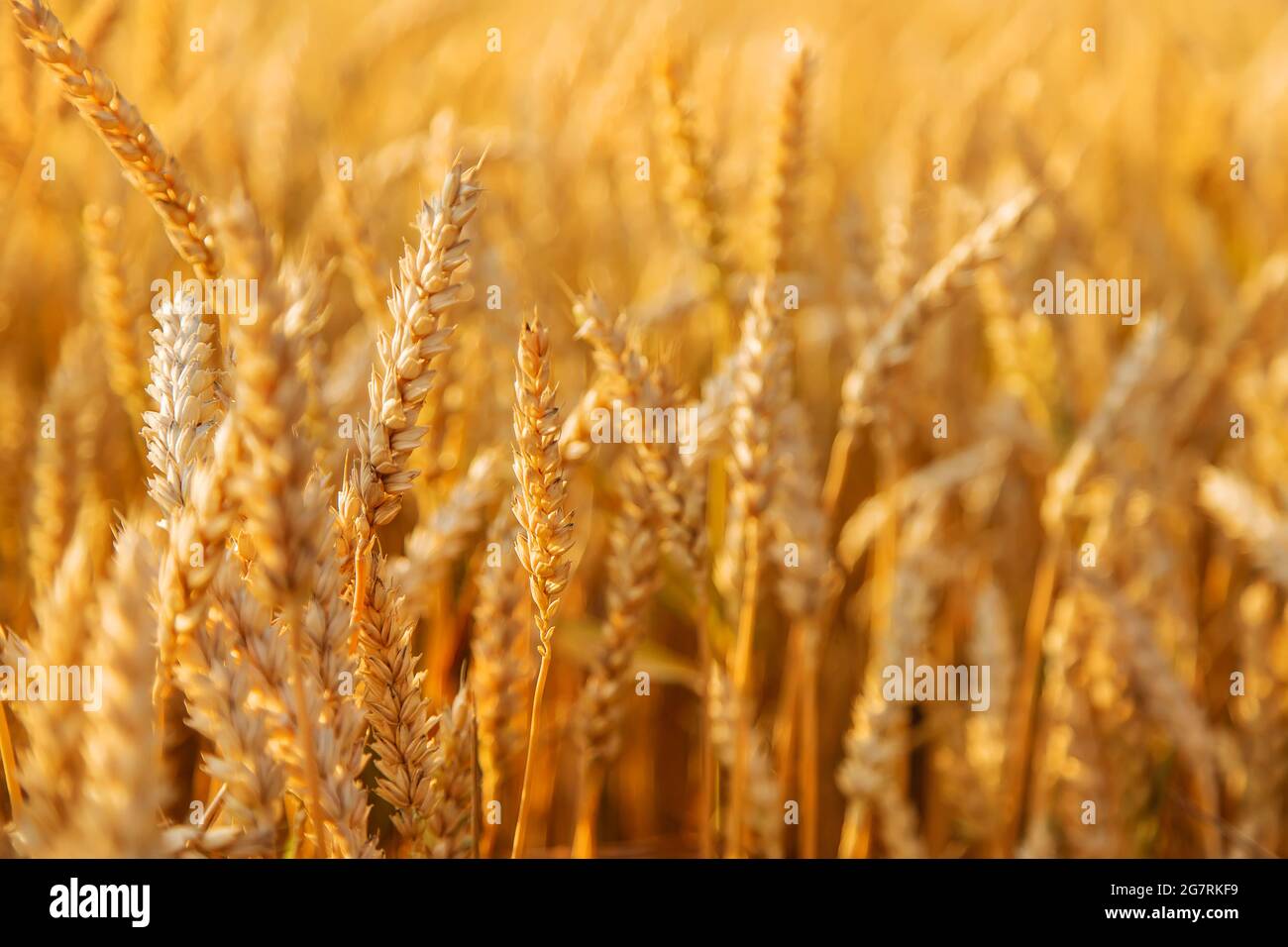 Spikelets of wheat on a wheat field. Selective focus. Nature Stock ...