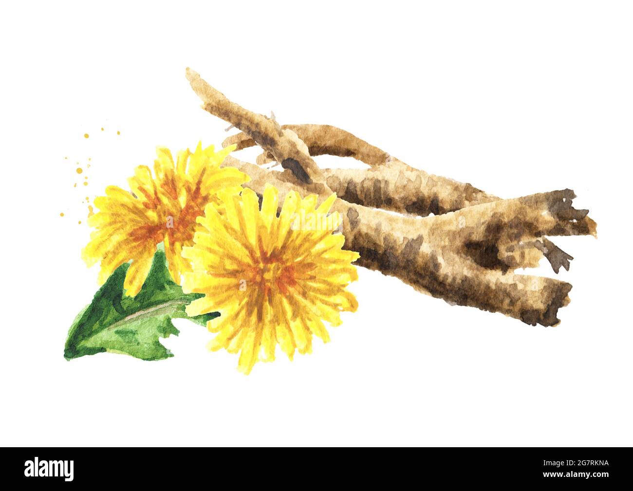 Wild medical plant dandelion root, Watercolor hand drawn illustration ...