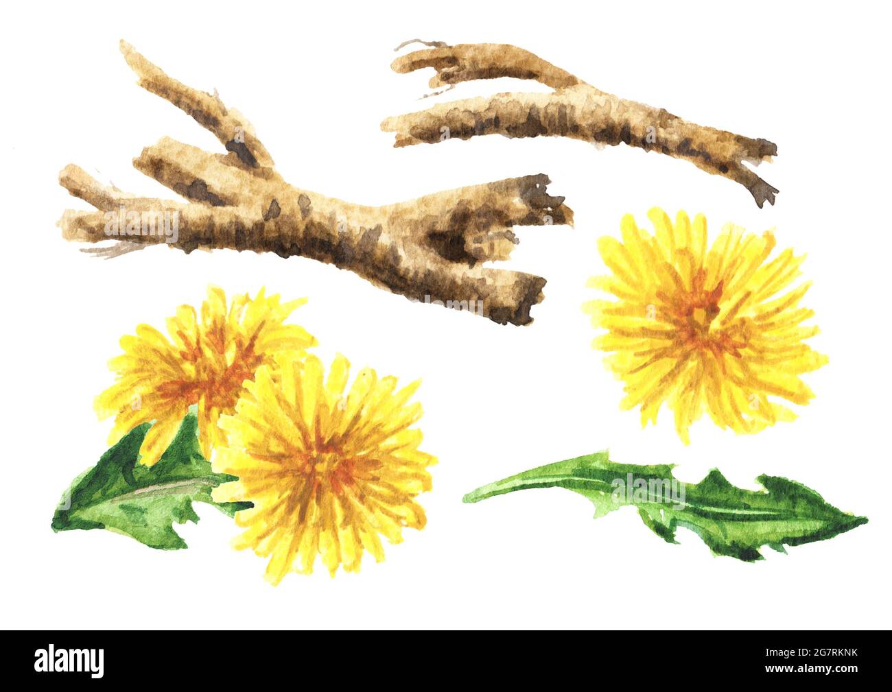 Wild medical plant dandelion root set, Watercolor hand drawn ...