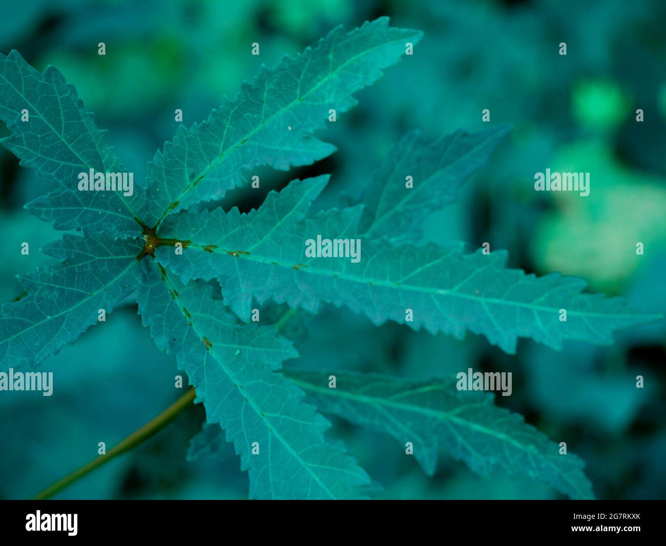 Natural green leaf presenting isolated on blur leaves background Stock ...