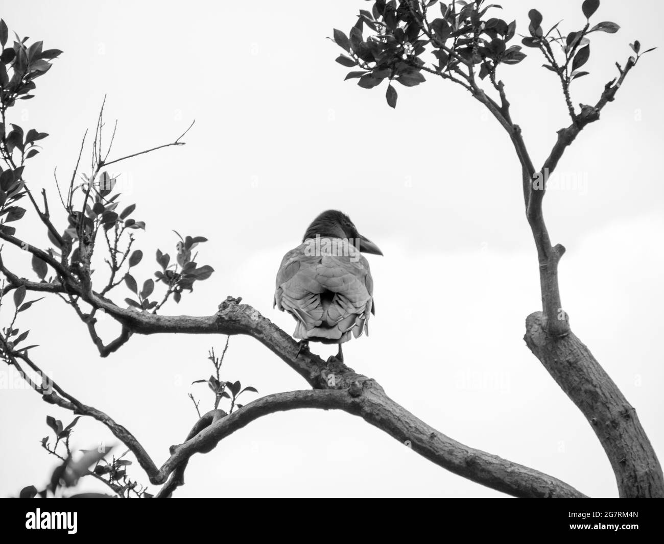 Claw crow tokyo hi-res stock photography and images - Alamy