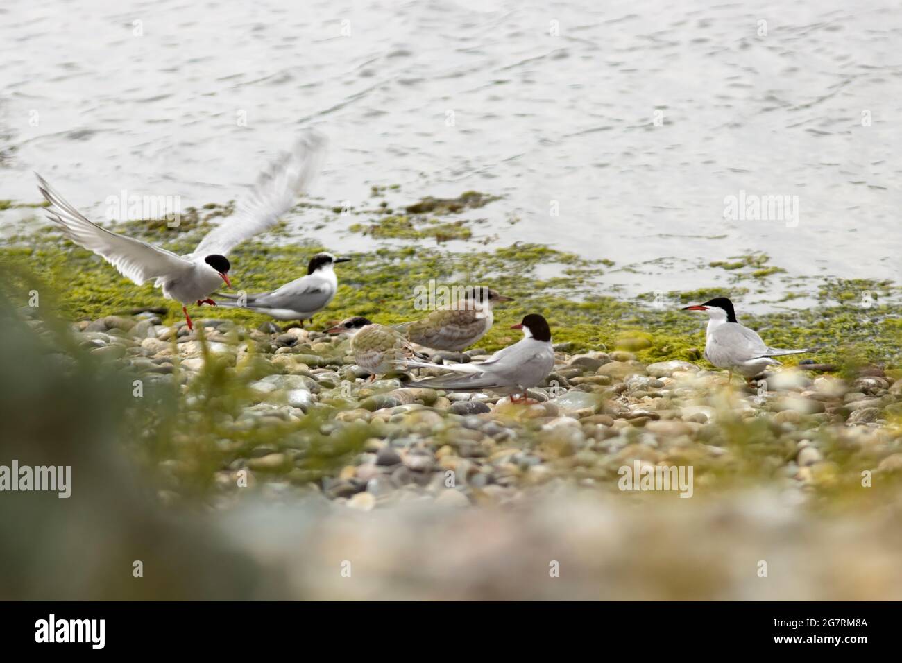 The Common Tern is a raucous colonial nesting species that has ...
