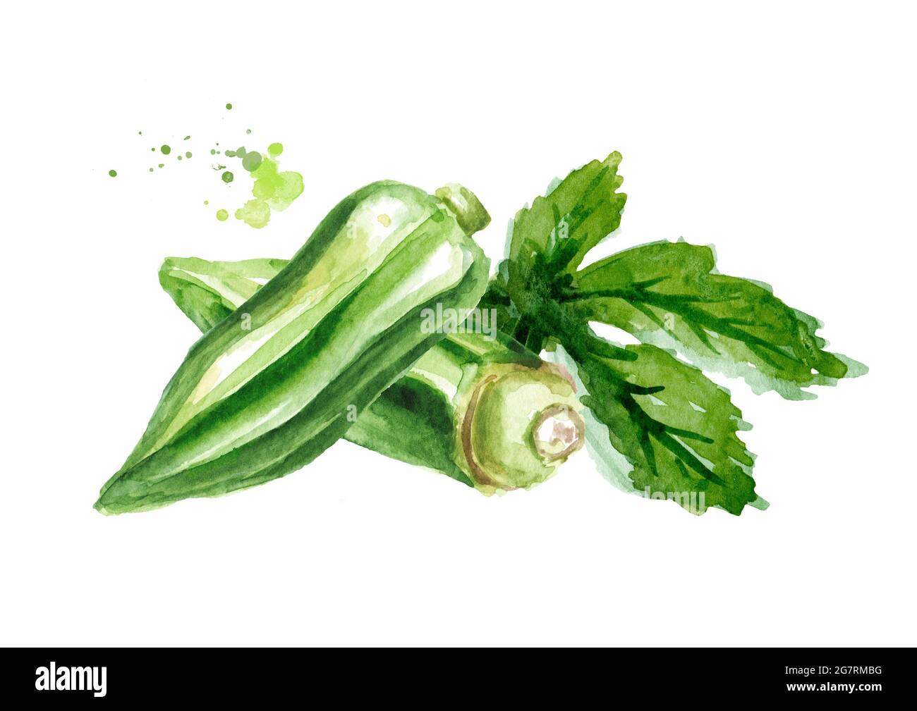 Fresh okra with leaf, Hand drawn watercolor illustration isolated on ...