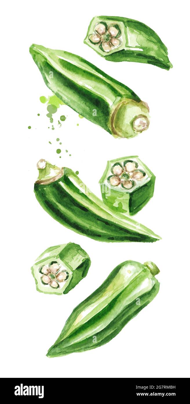 Falling Fresh sliced okra. Hand drawn watercolor illustration isolated ...