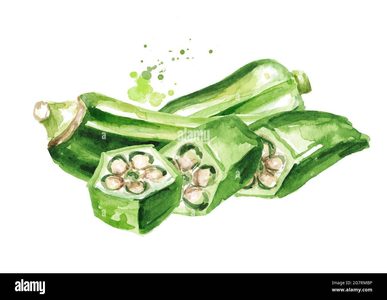 Fresh sliced okra. Hand drawn watercolor illustration, isolated on ...