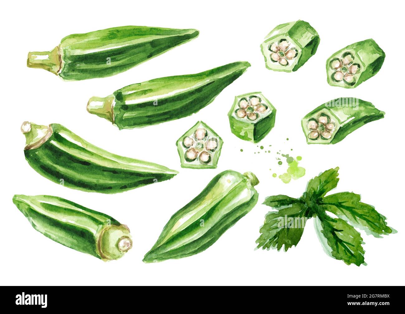 Fresh whole and sliced okra set with green leaf. Hand drawn watercolor ...