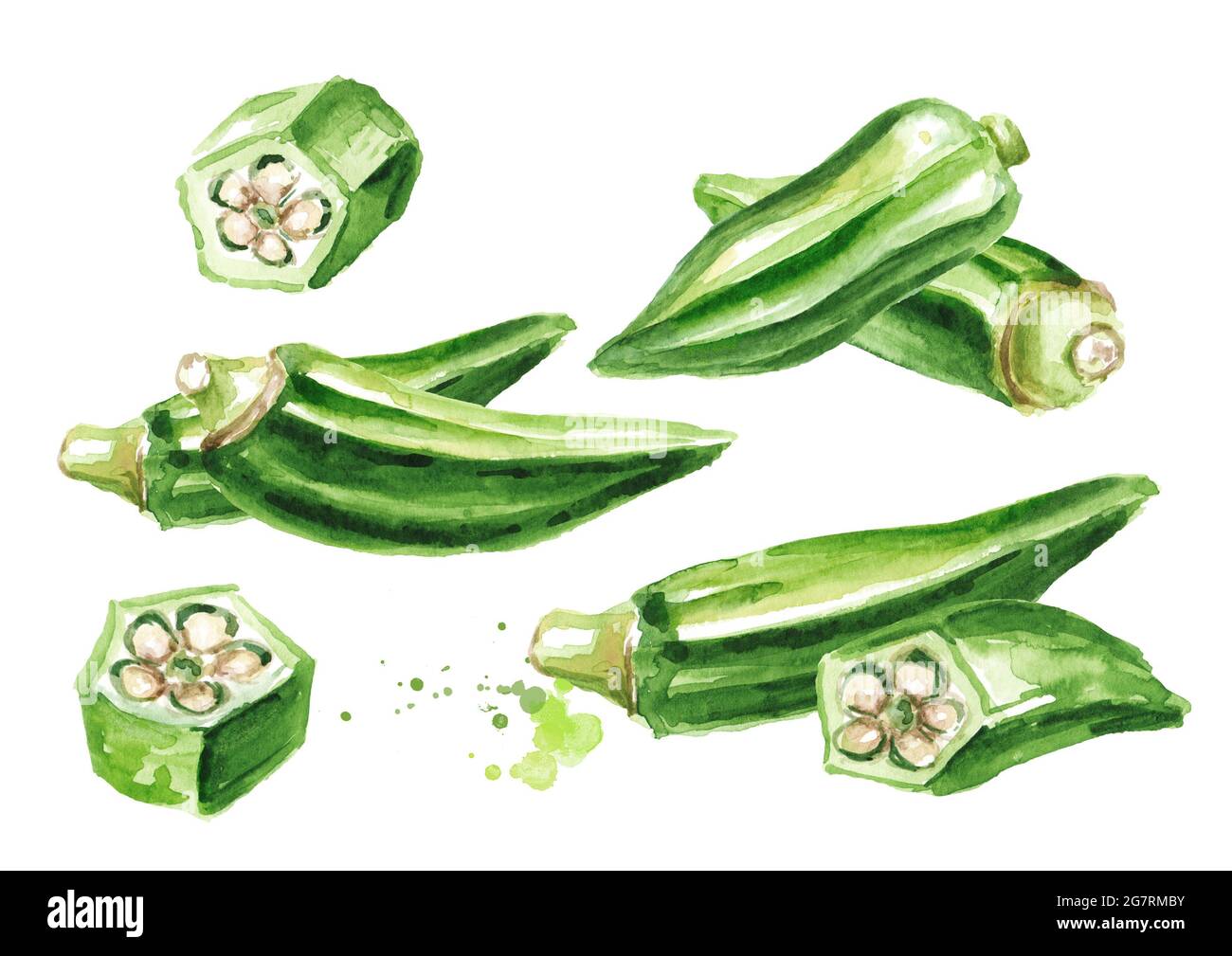Fresh whole and sliced okra set. Hand drawn watercolor illustration ...