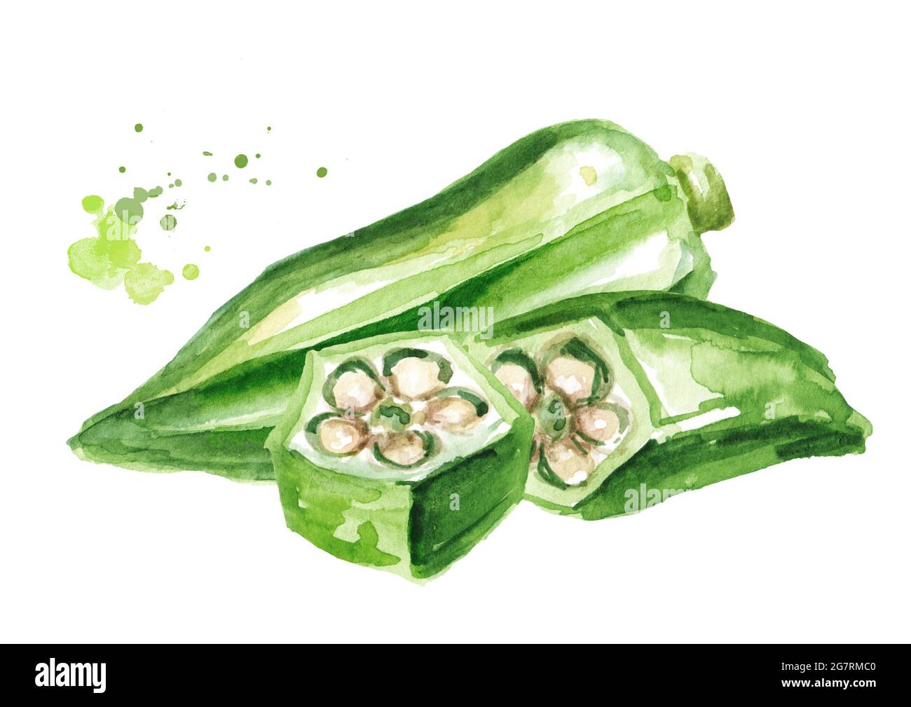 Fresh sliced okra, Hand drawn watercolor illustration isolated on white ...