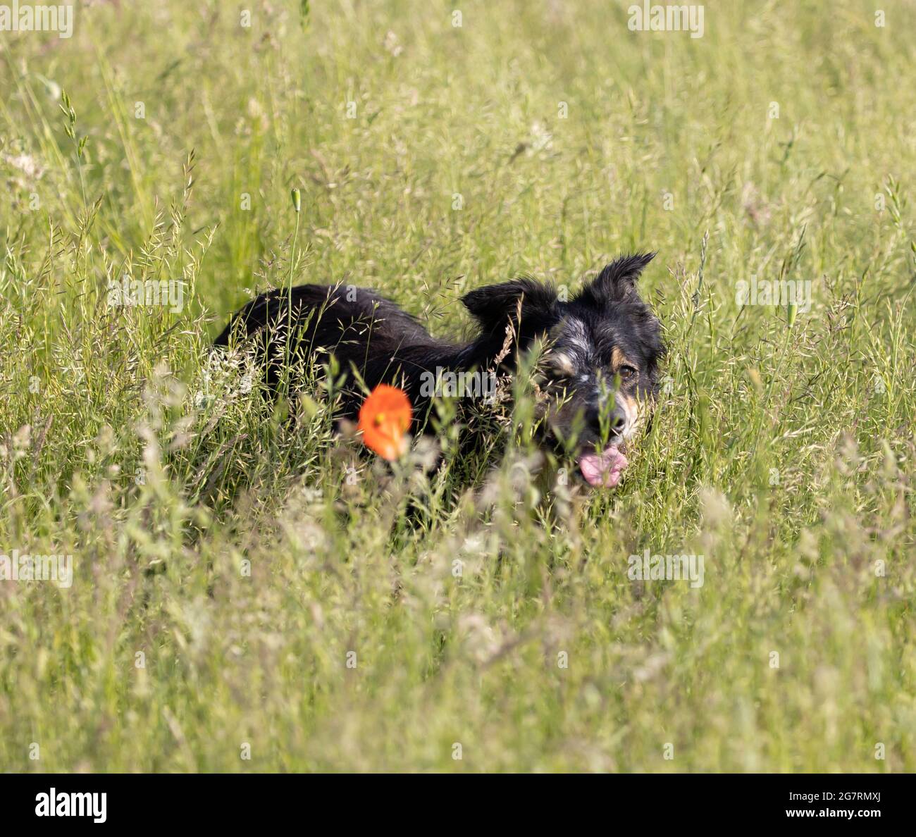 Border collie puppy resting on grass hi-res stock photography and ...