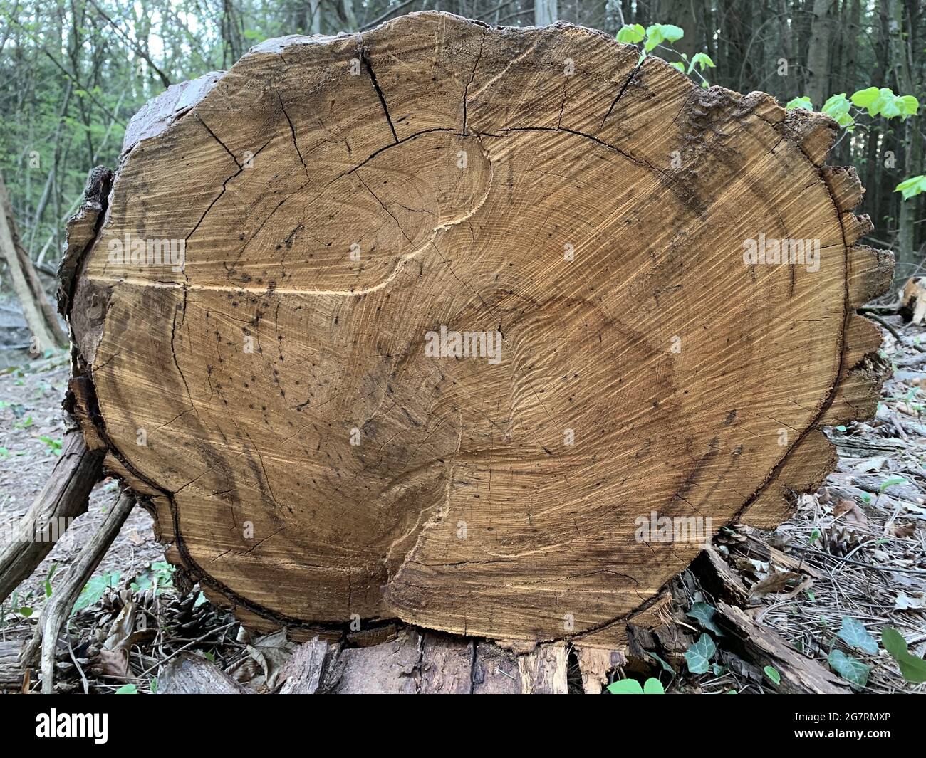 Annual grow rings of a tree hi-res stock photography and images - Alamy