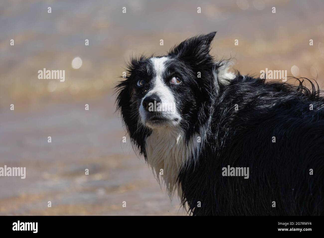 Close up of a cute hairy Border Collie standing looking at something ...