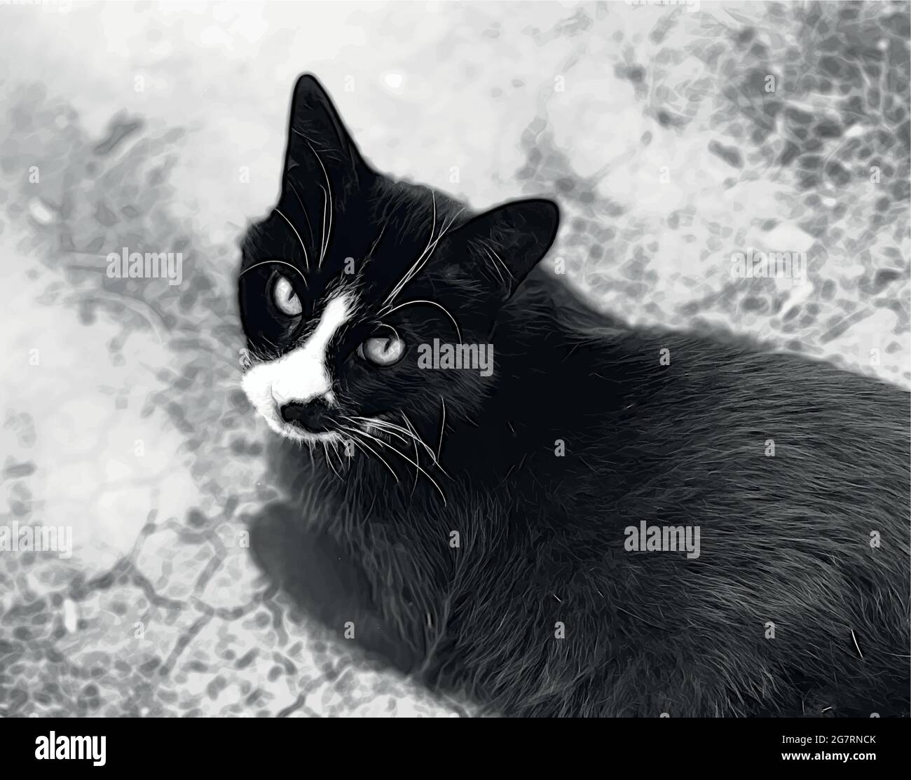 White cat close up head Stock Vector Images - Alamy