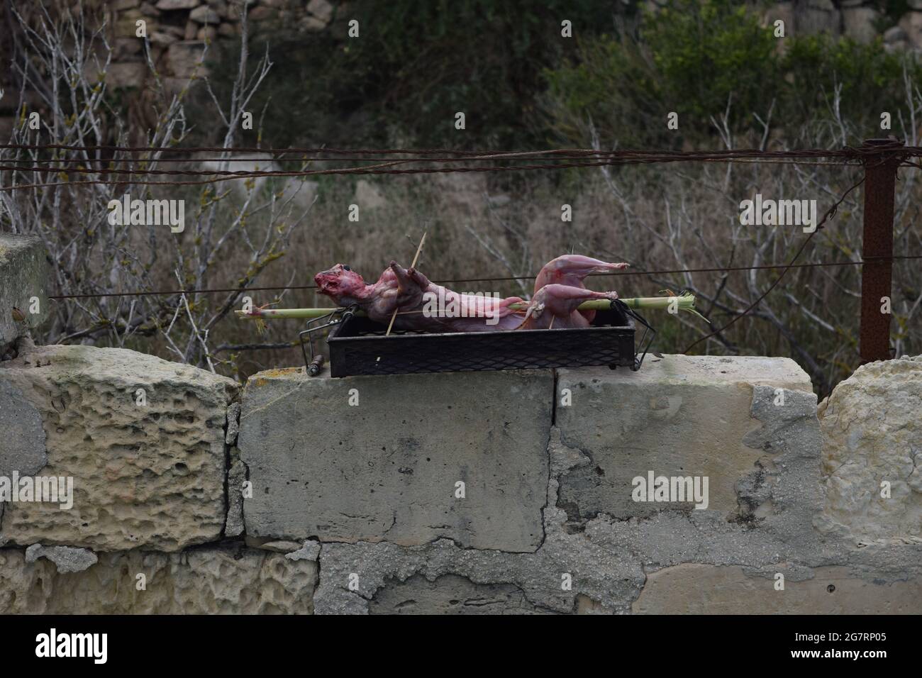 Whole rabbit is prepared for cooking Stock Photo - Alamy
