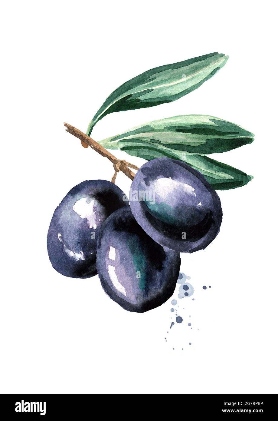 Black sweet olives on the branch. Watercolor hand drawn illustration ...