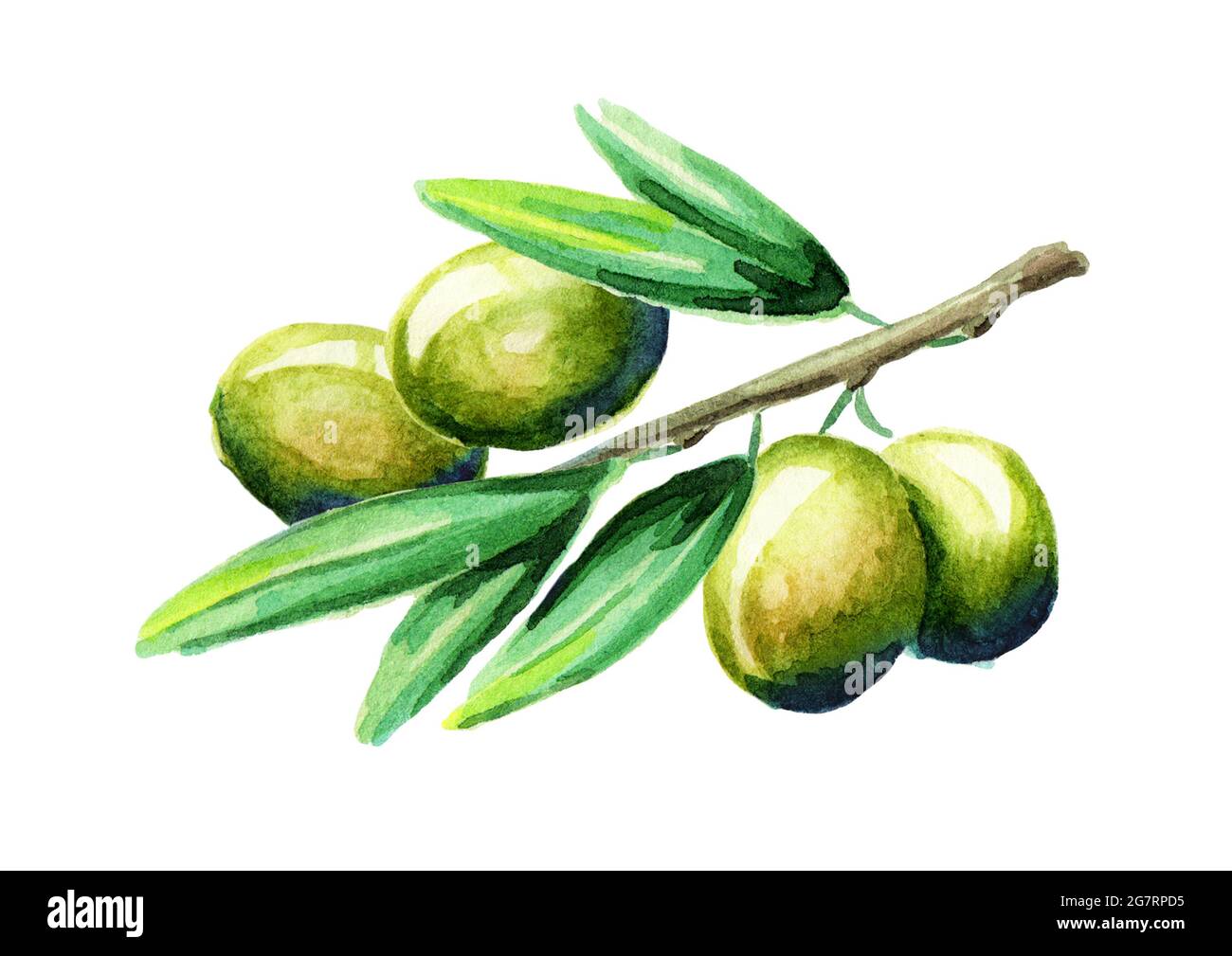 Olive branch - Watercolor Stock Photo - Alamy
