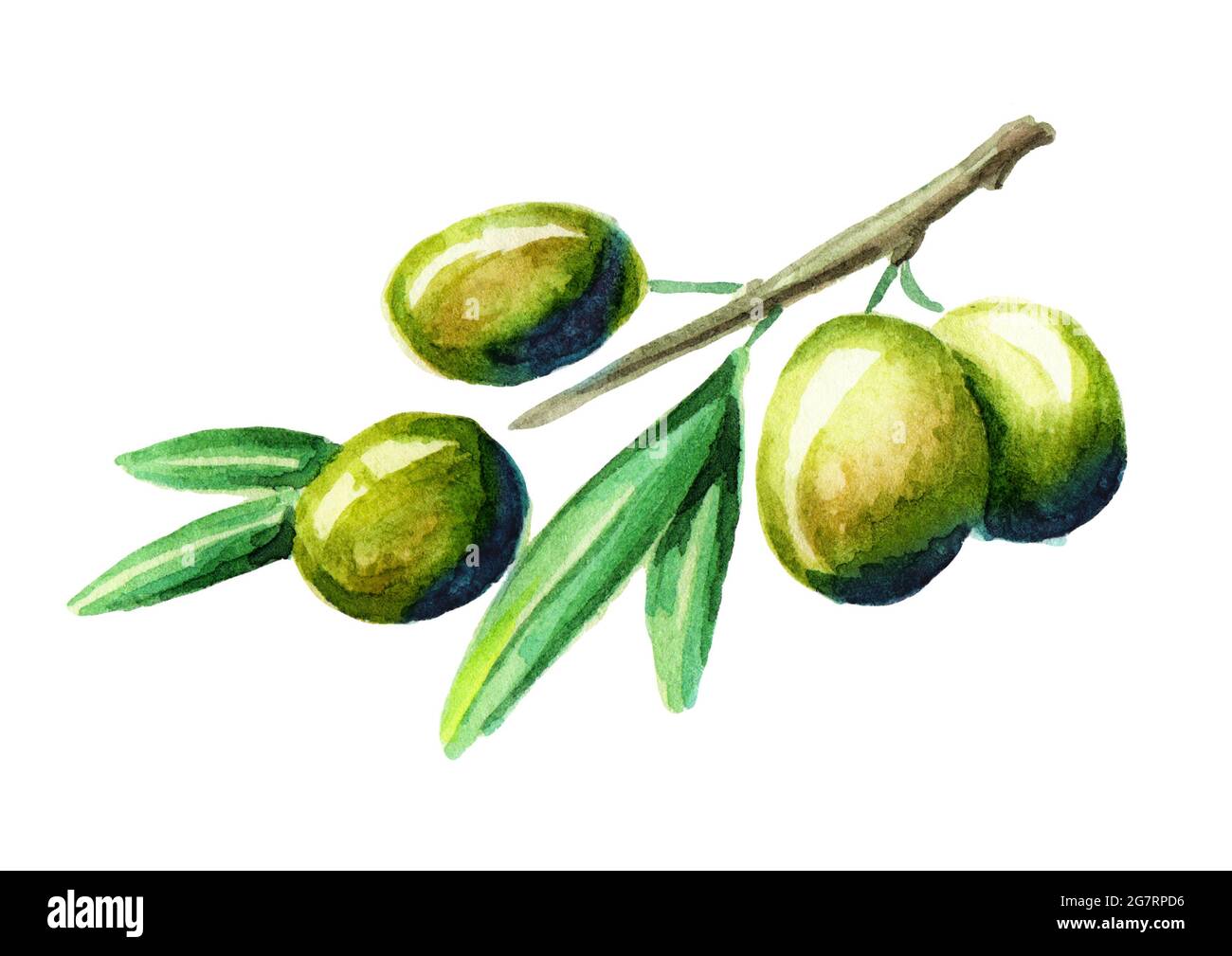 Olive branch, watercolor Stock Photo - Alamy