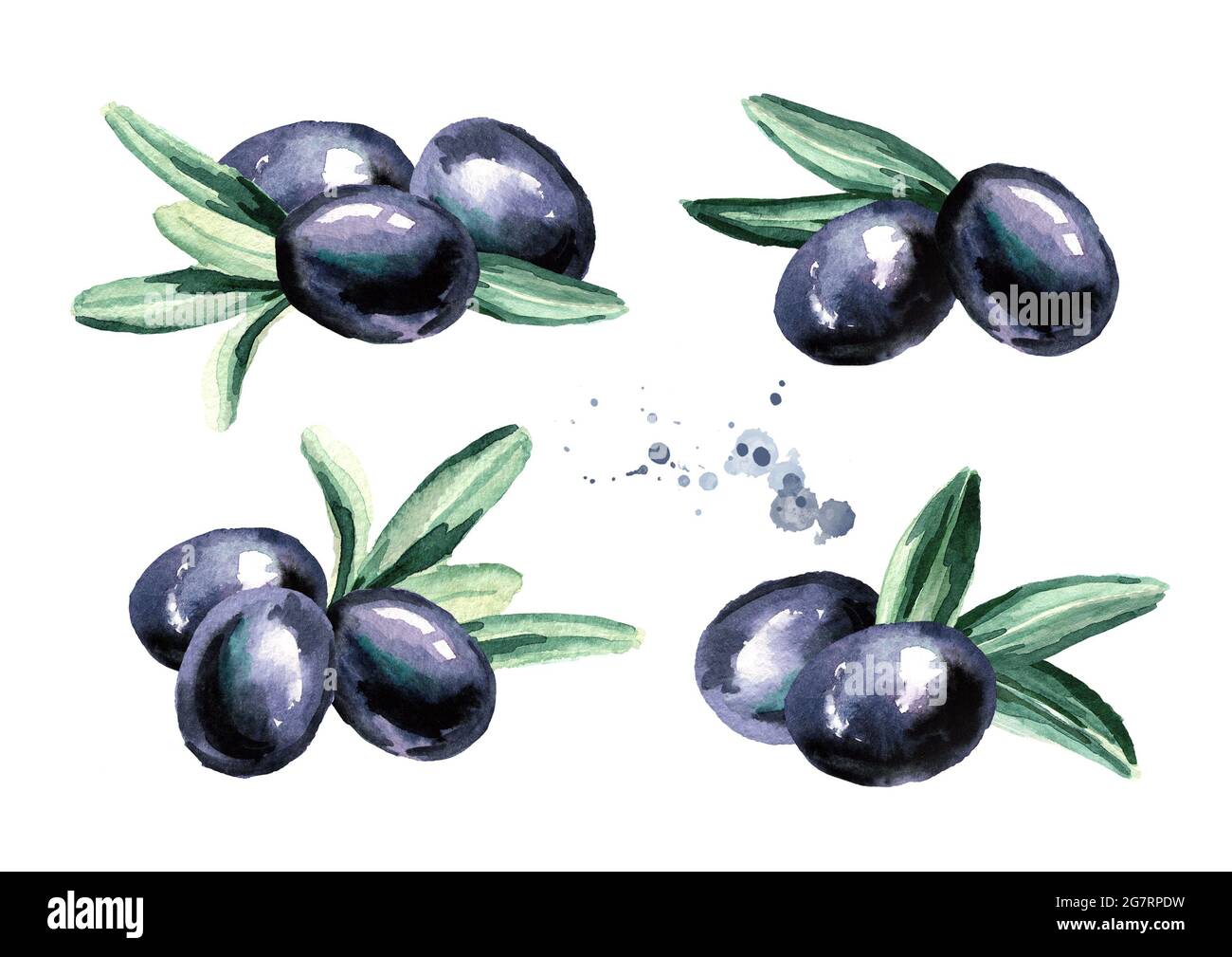 Black sweet olives set isolated on white background. Watercolor hand ...