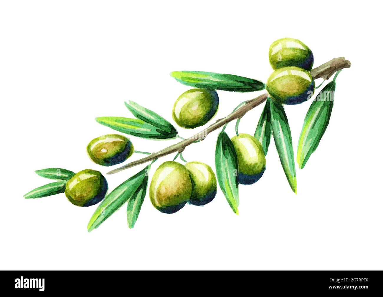 Olive branch. Watercolor Stock Photo - Alamy