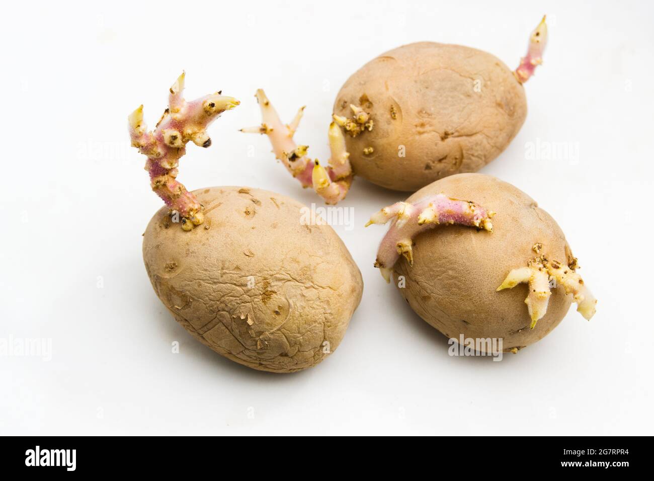 Potatoes Growing Sprouts