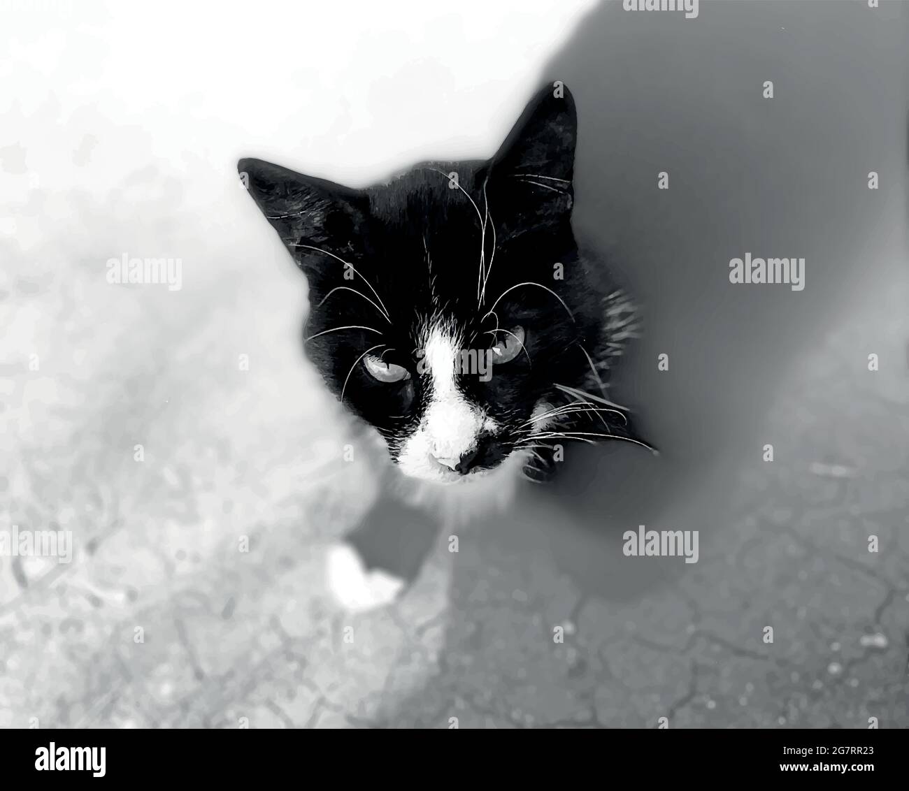 White cat close up head Stock Vector Images - Alamy