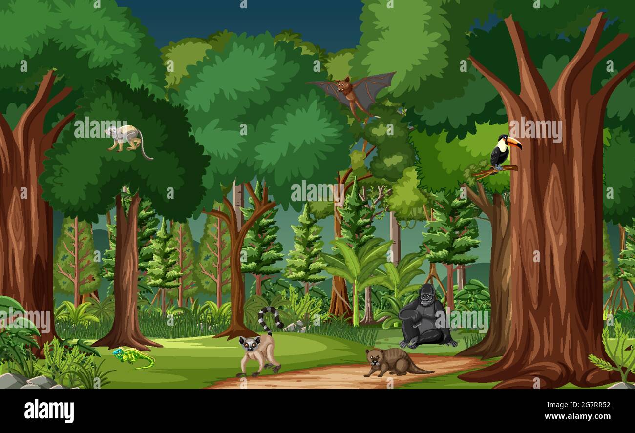 Tropical Rainforest Drawing With Animals