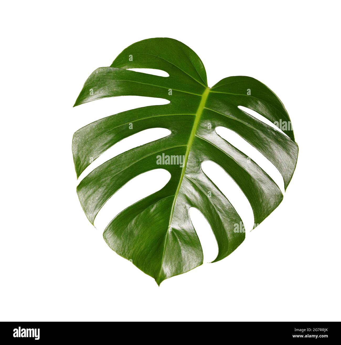 Monstera Leaf