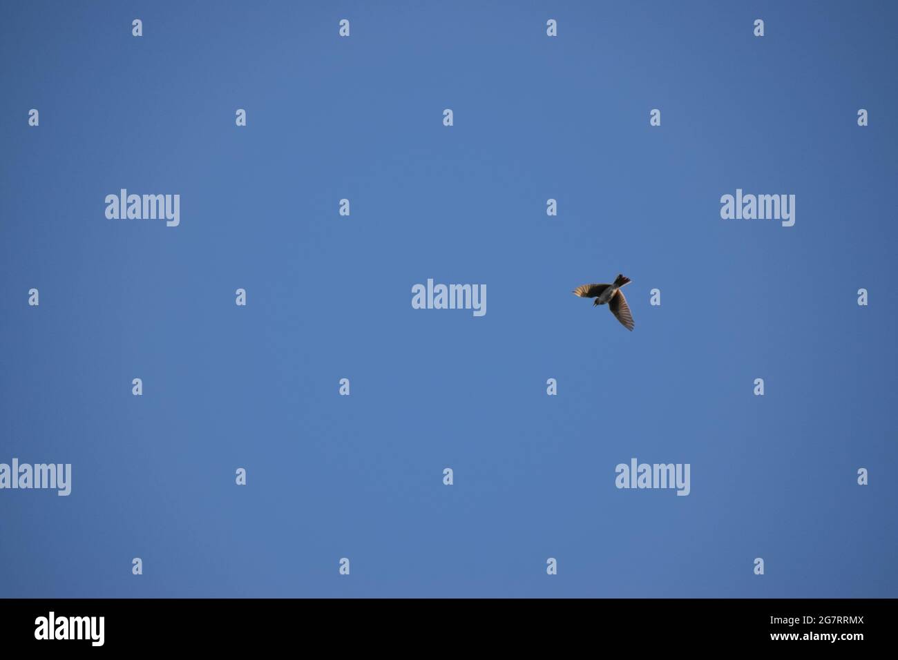 Bird flying under blue sky Stock Photo - Alamy