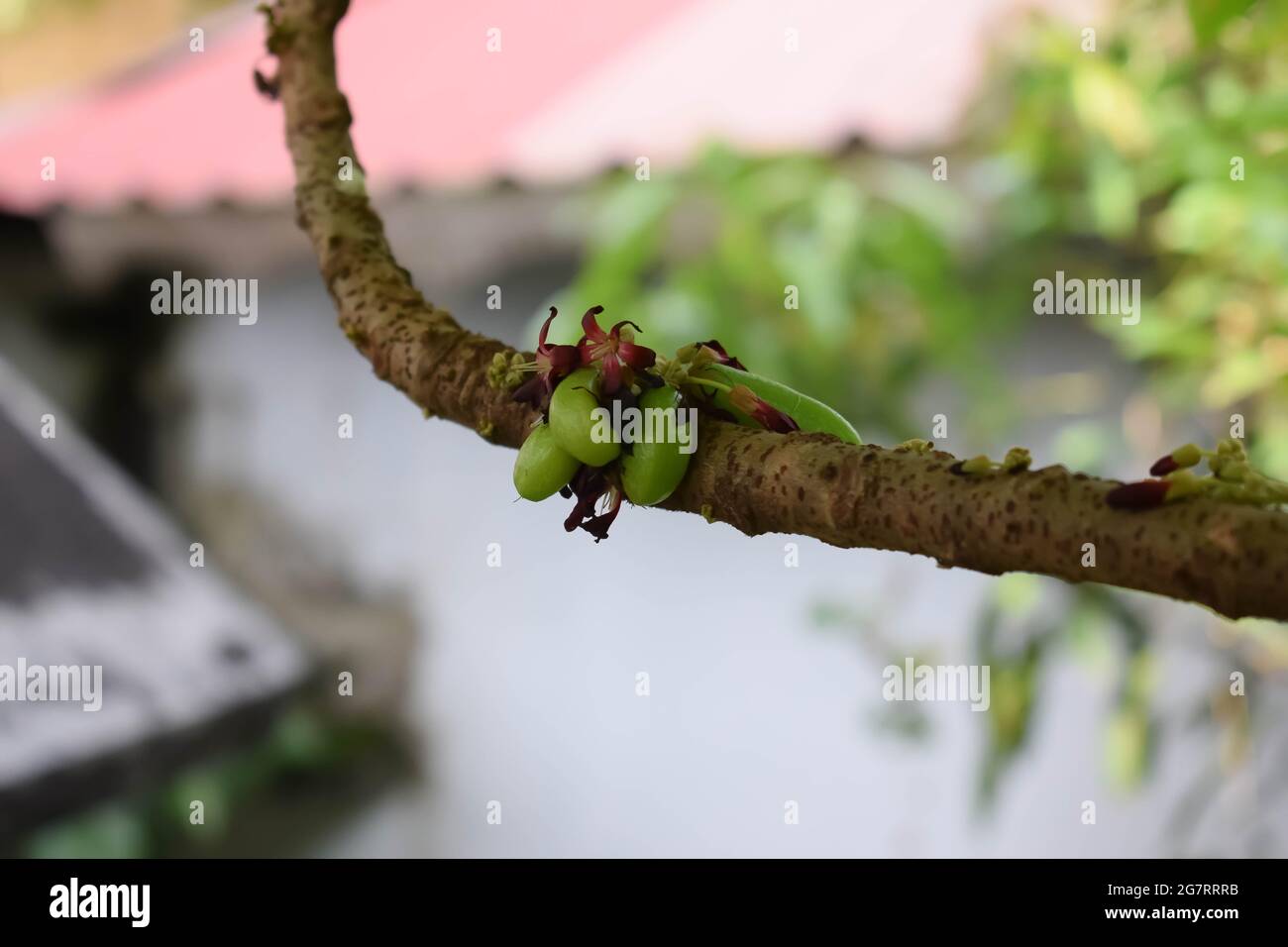 New shoots of Bilimbi tree Stock Photo - Alamy
