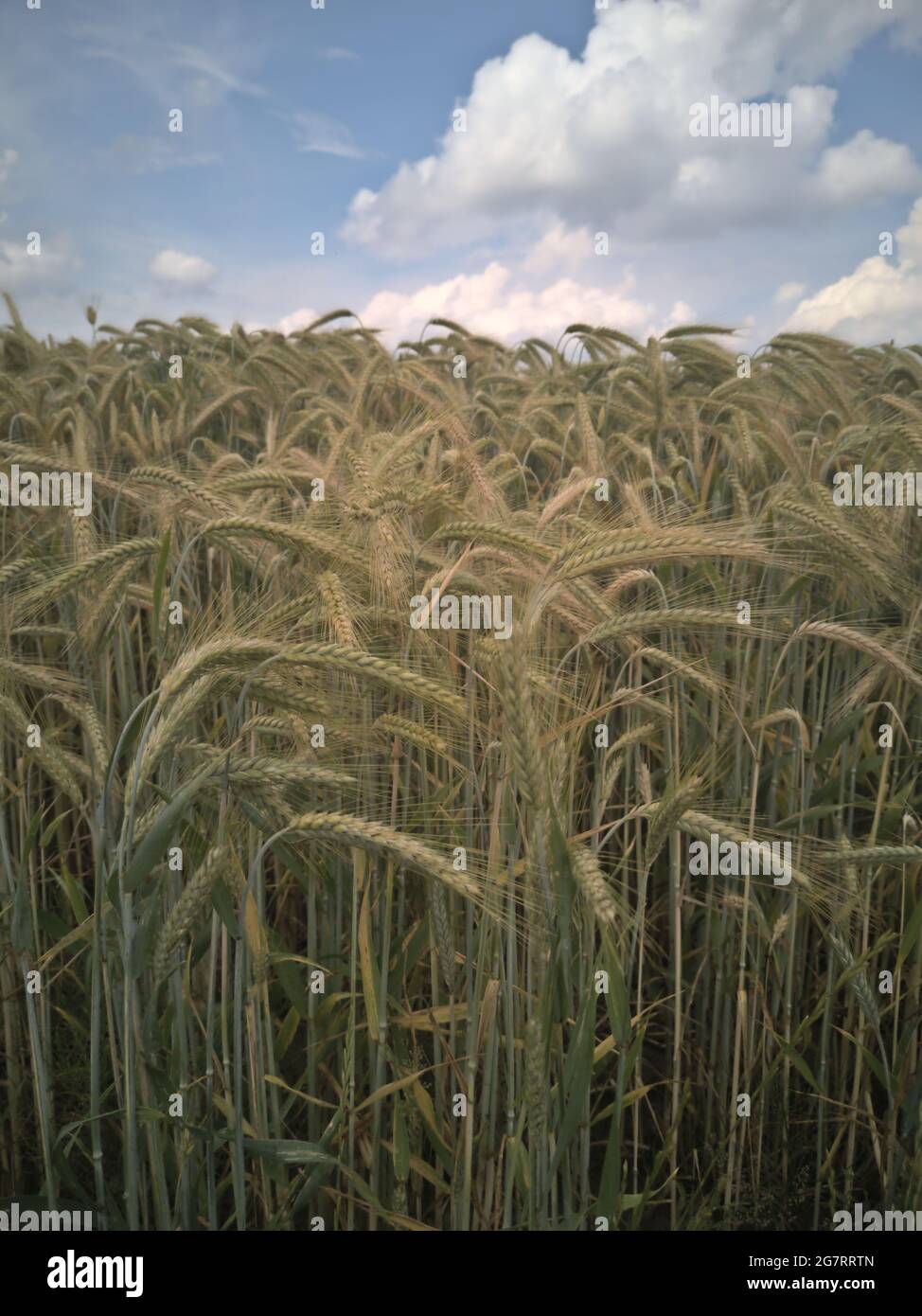 Vertical shot of a thick wheat field in Mulheim, Germany under a pale ...