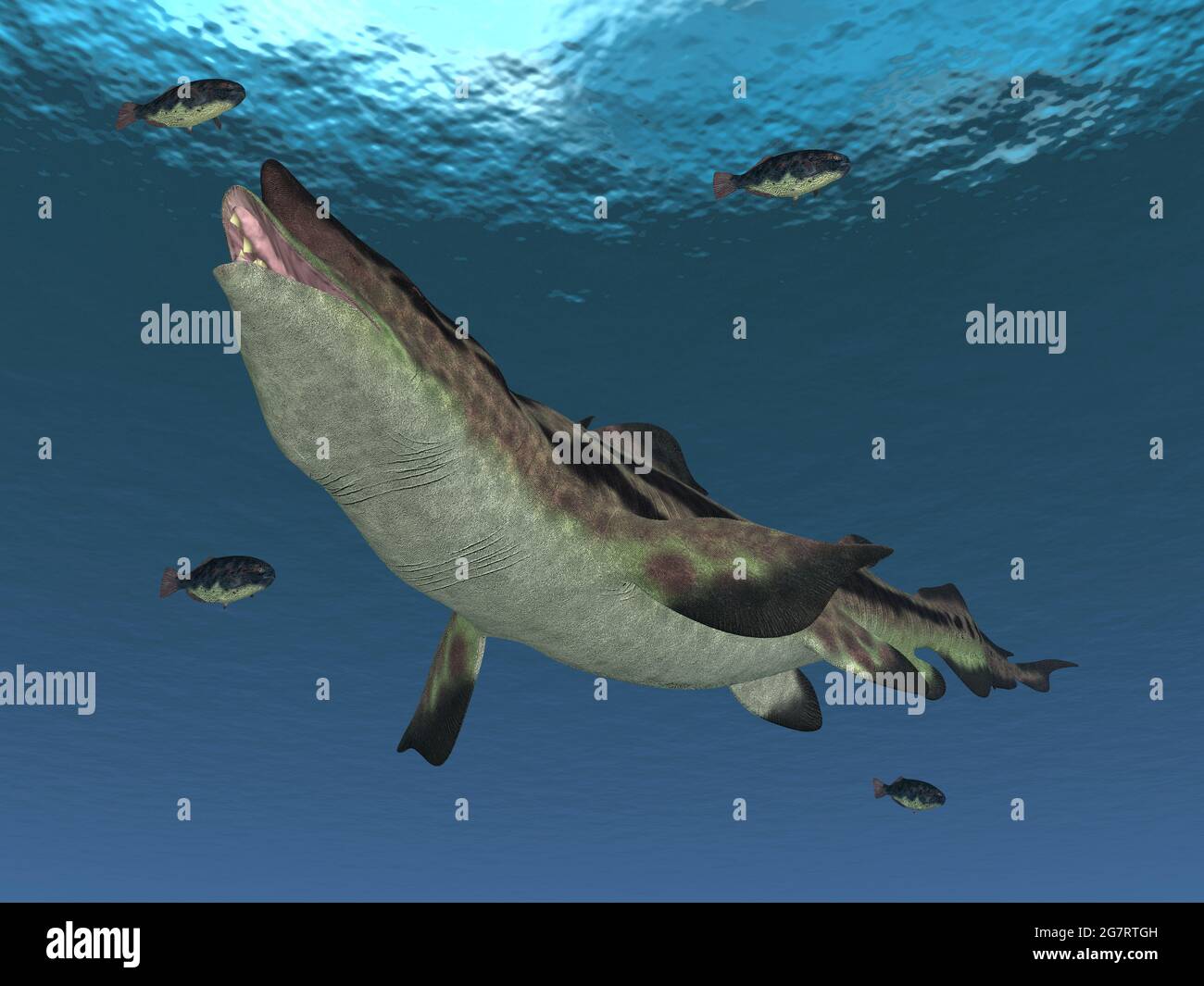 Edestus shark hi-res stock photography and images - Alamy